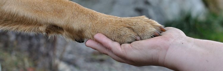 Mensch-Tier-Beziehung | Swissveg